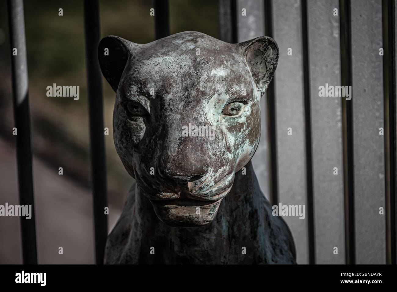 A bronze statue of a wild Puma (Jaguar) reflects the sunlight Stock ...