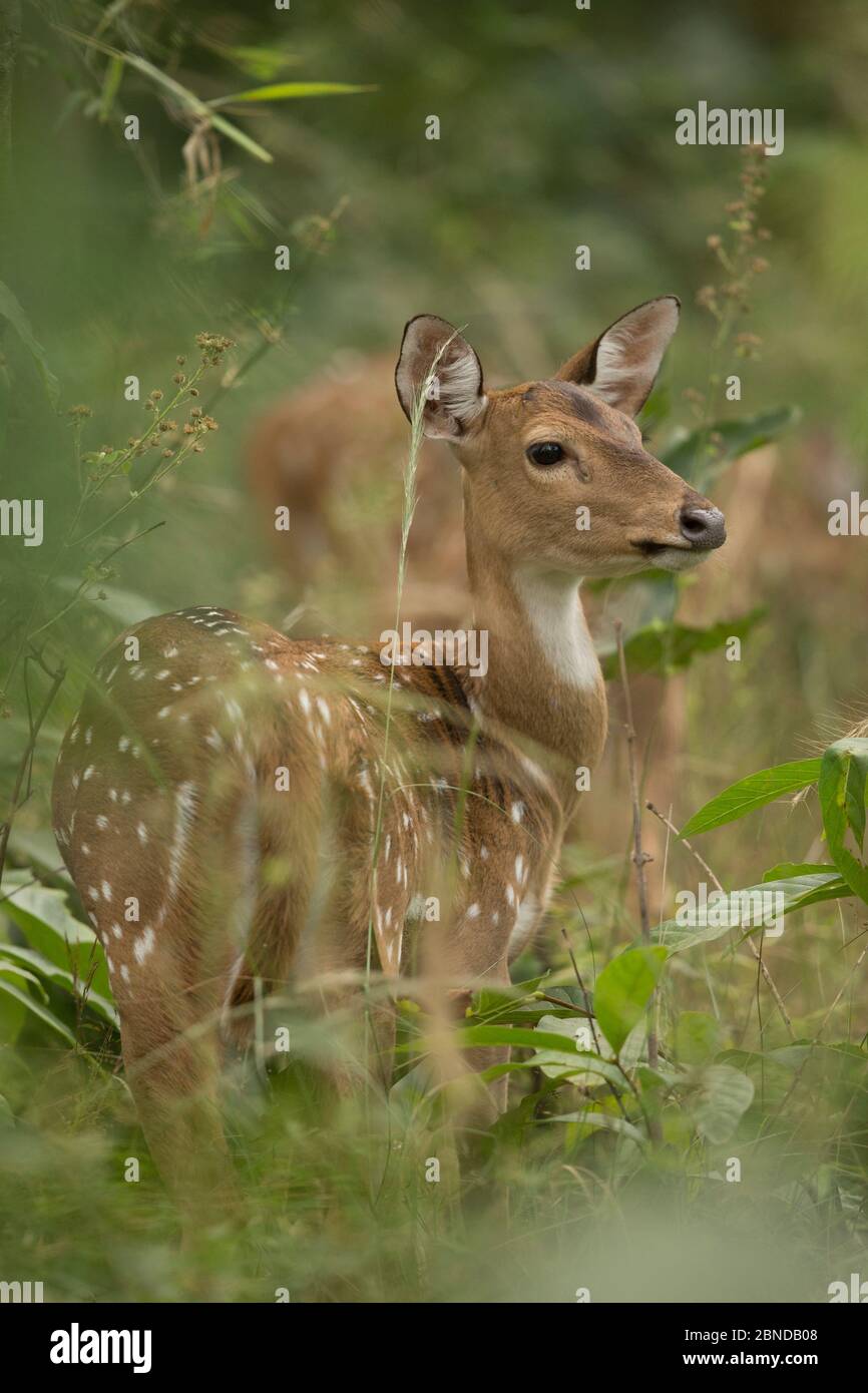 Spotted deer hind axis axis hi-res stock photography and images - Alamy