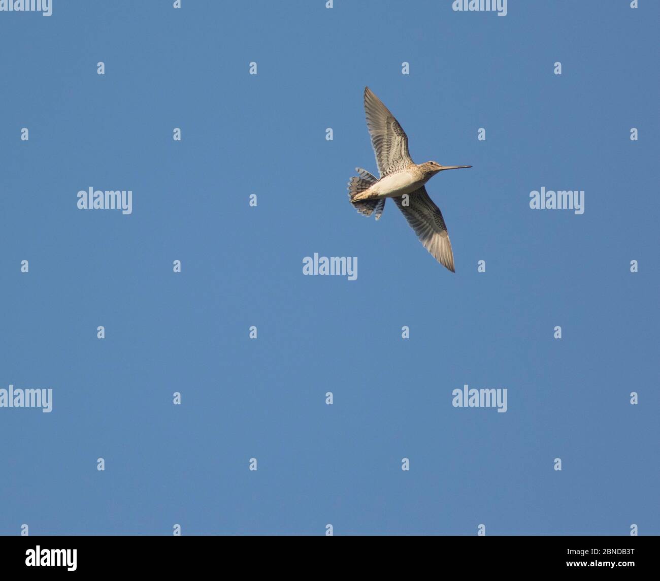 Snipe (Gallinago gallinago) in flight drumming, Sheffield, England, UK ...