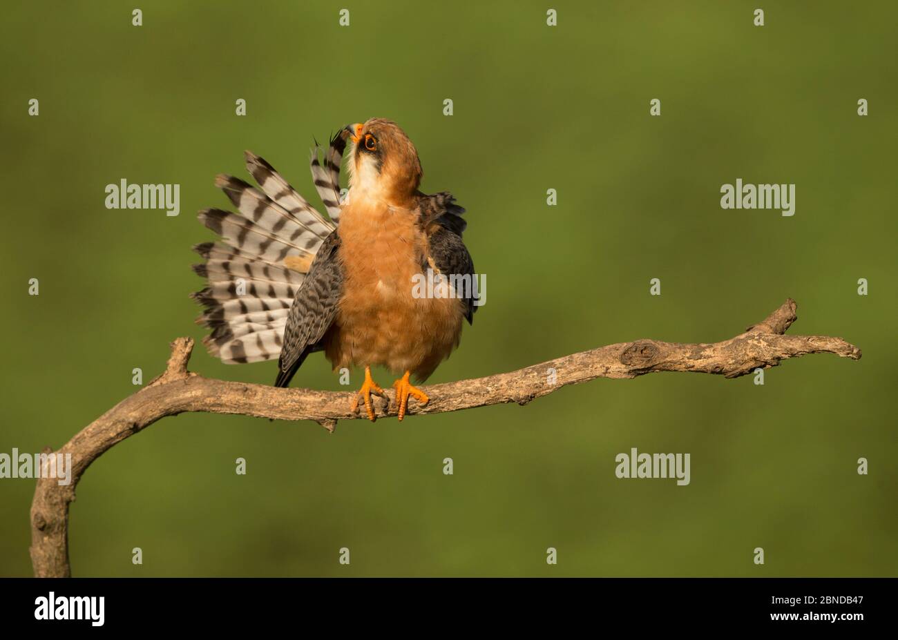 Eastern red footed falcon hi-res stock photography and images - Alamy