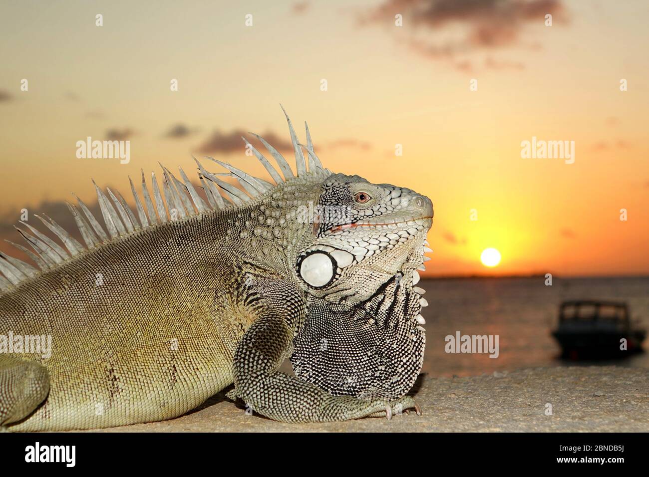 Male iguana is laying in front of sunset, Bonaire island, Caribbean ...