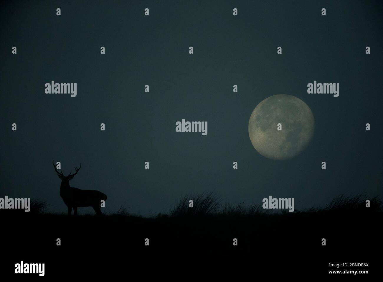 Red deer (Cervus elaphus) with full moon, Derbyshire, England, UK Stock ...