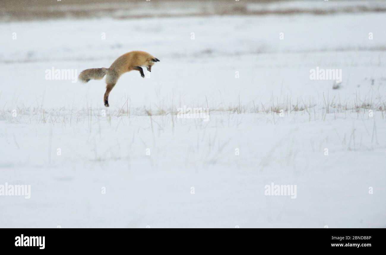 Fox jumping snow hi-res stock photography and images - Alamy