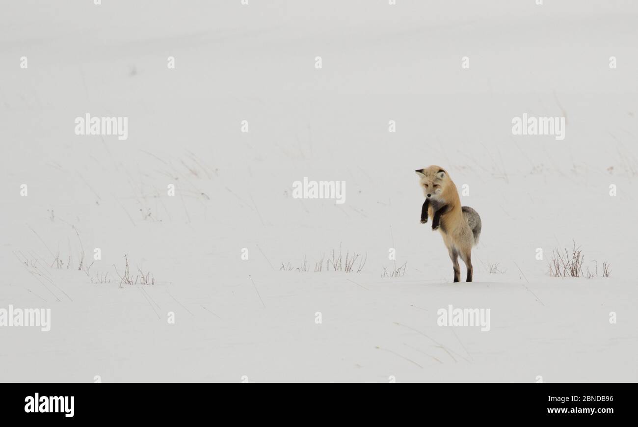 Fox jumping snow hi-res stock photography and images - Alamy