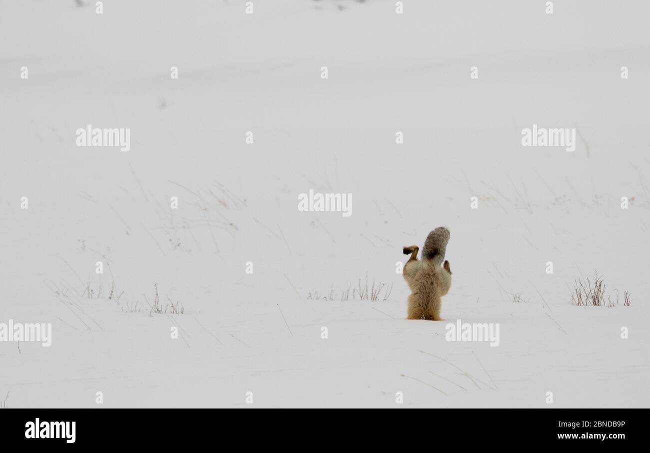 Fox jumping snow hi-res stock photography and images - Alamy