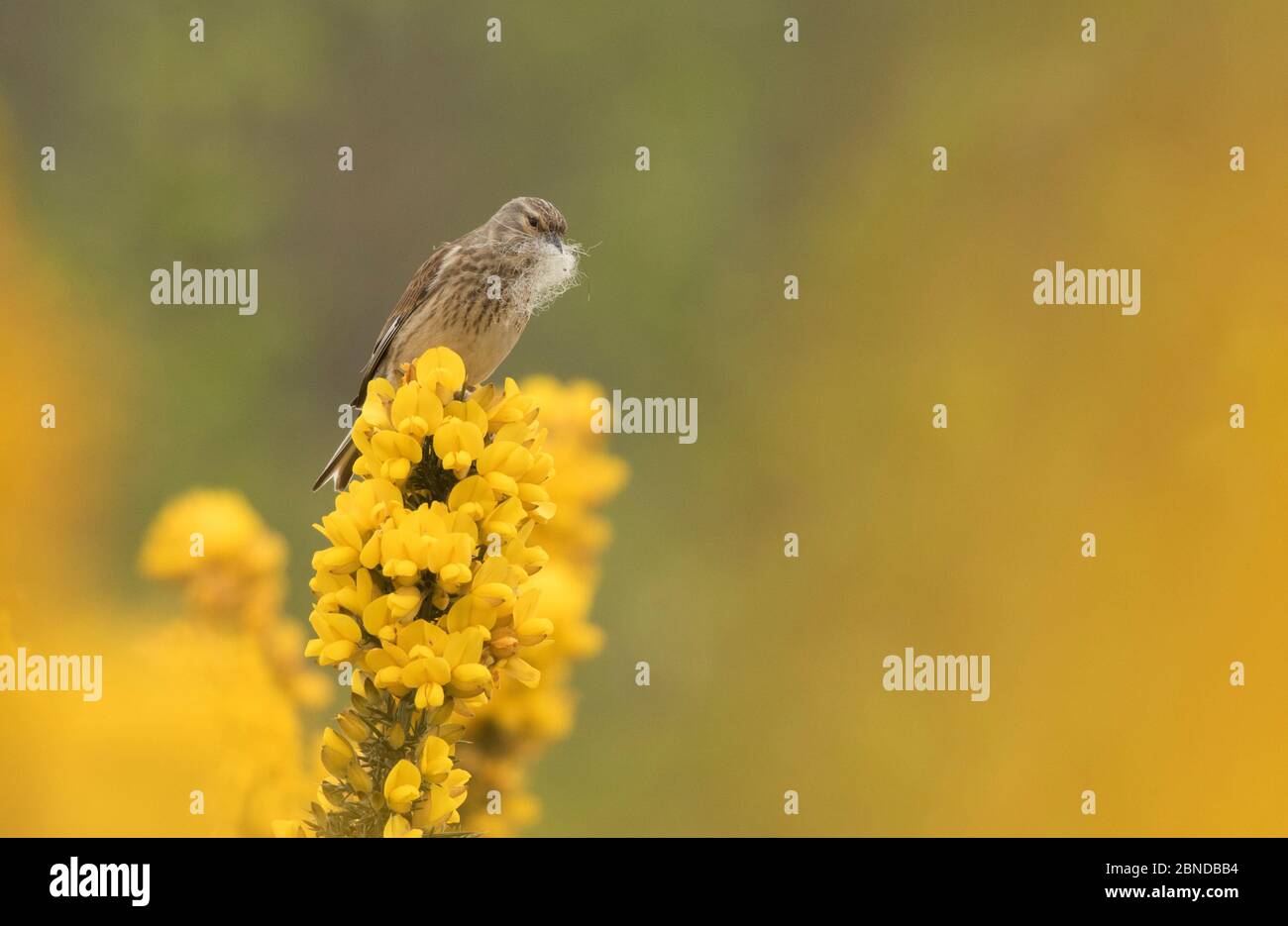 Linnet (Carduelis cannabina) female with nesting fluff, material ...