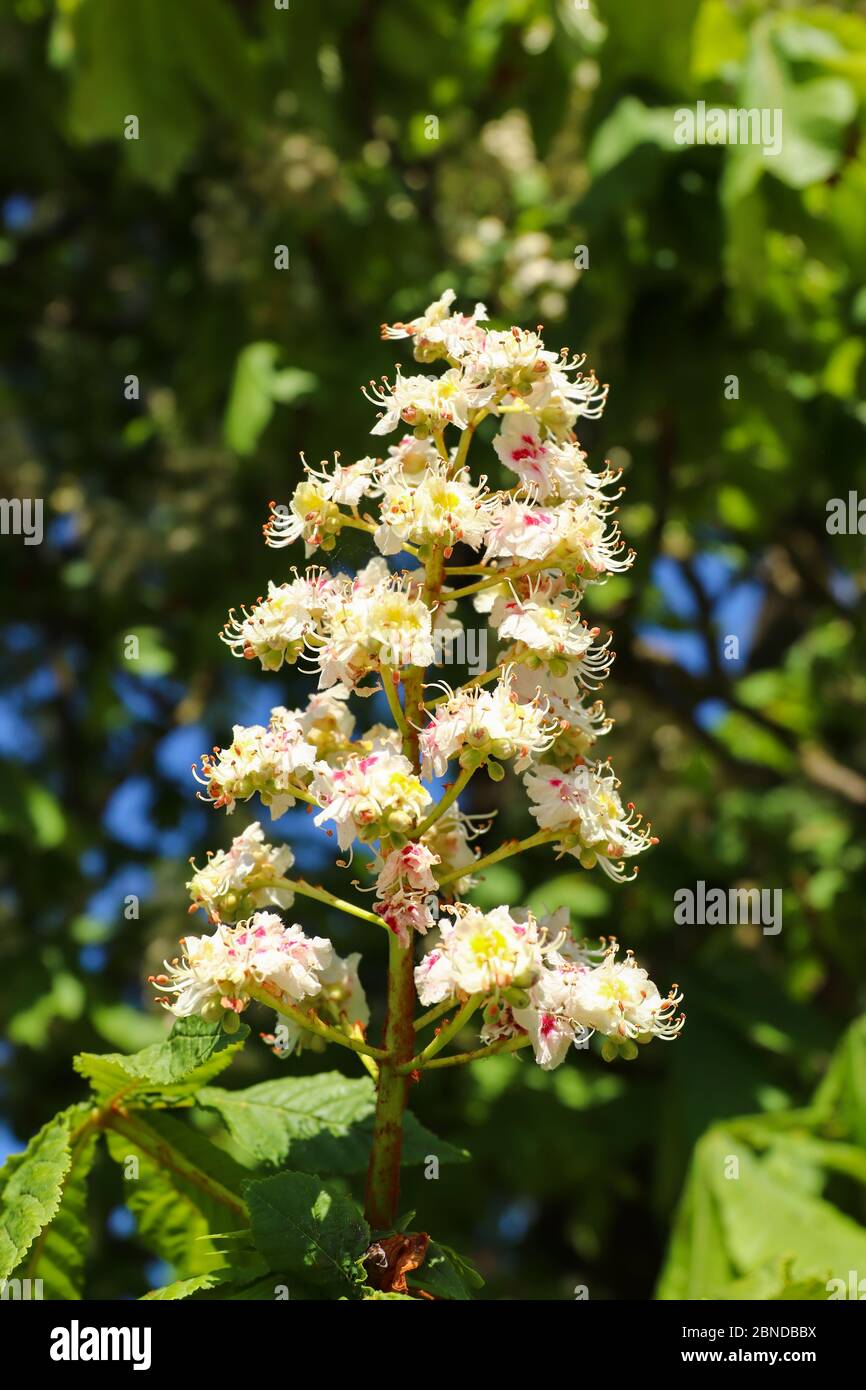 Chestnut tree bloom hi-res stock photography and images - Alamy