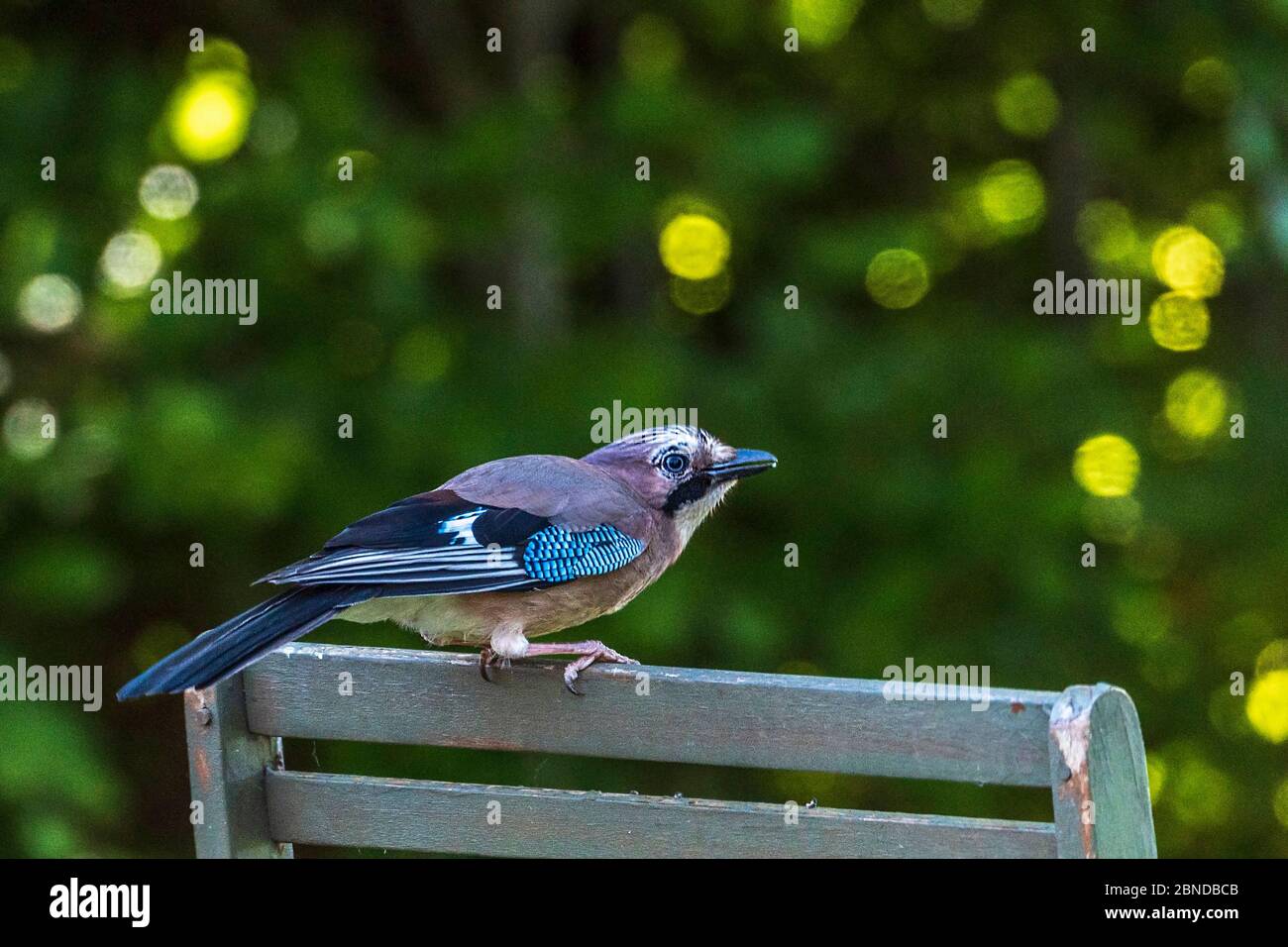 Common Jay resting on a garden chair Stock Photo - Alamy