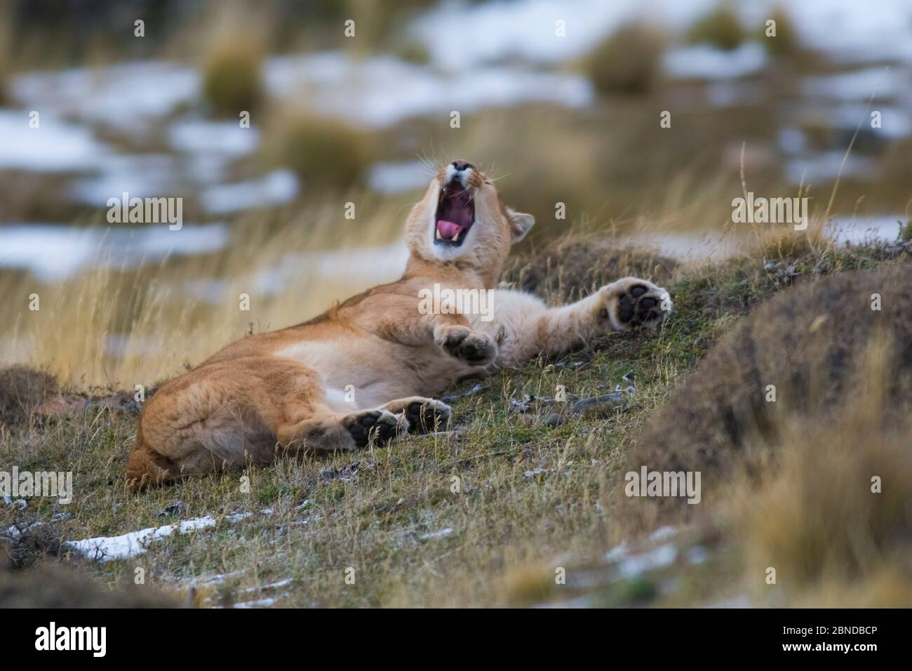 Puma (Puma concolor) resting and yawning, Torres del Paine National ...