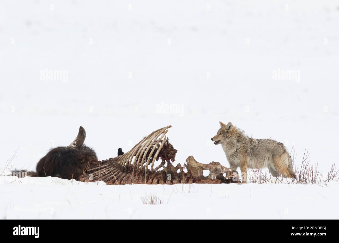 Dead bison hi-res stock photography and images - Alamy