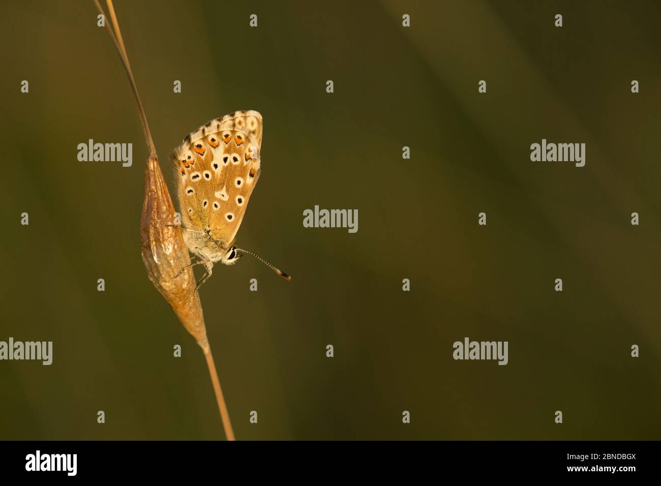 Brown argus butterfly (Aricia agestis) Cambridgeshire, England, UK ...