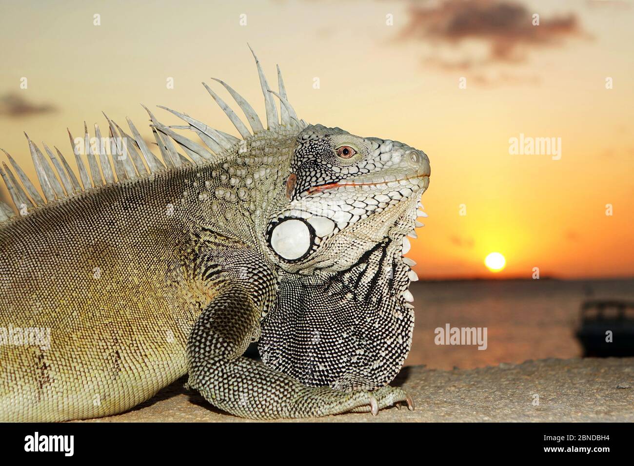Male iguana is laying in front of sunset, Bonaire island, Caribbean ...