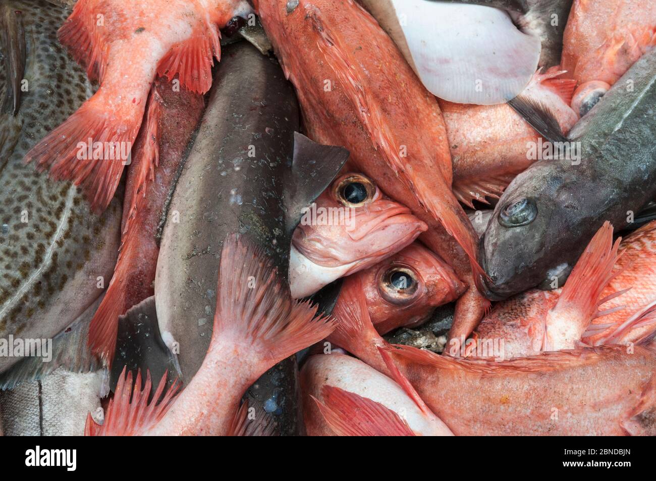Redfish (Sebastes) and Haddock (Melanogrammus aeglefinus) on deck of ...