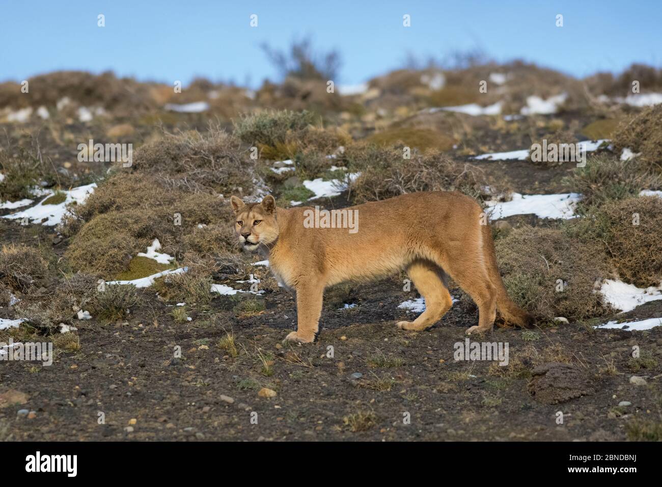 Puma (Puma concolor) in high altitude habitat, Torres del Paine ...
