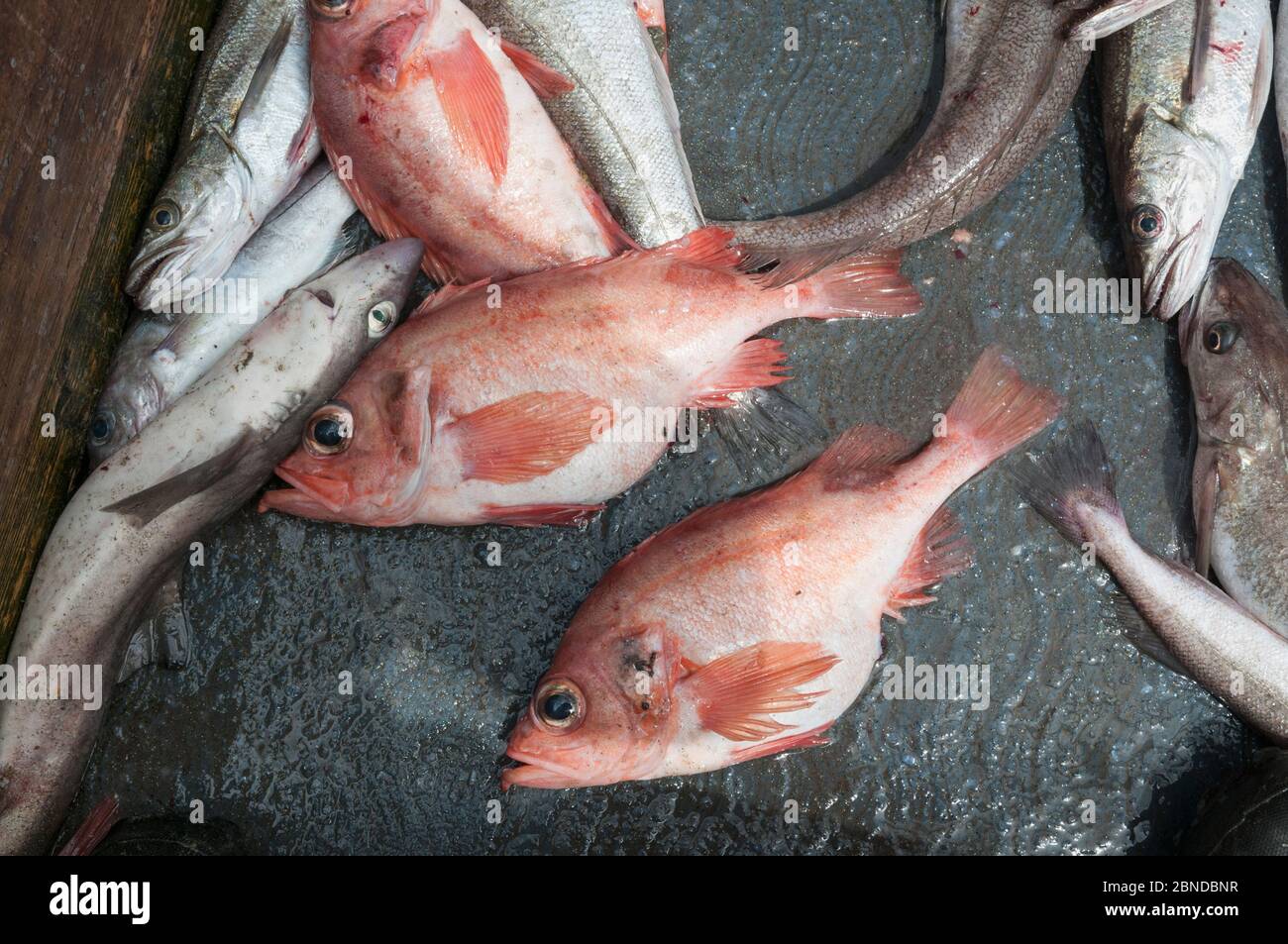 Redfish (Sebastes) on deck of offshore dragger. Georges Bank ...