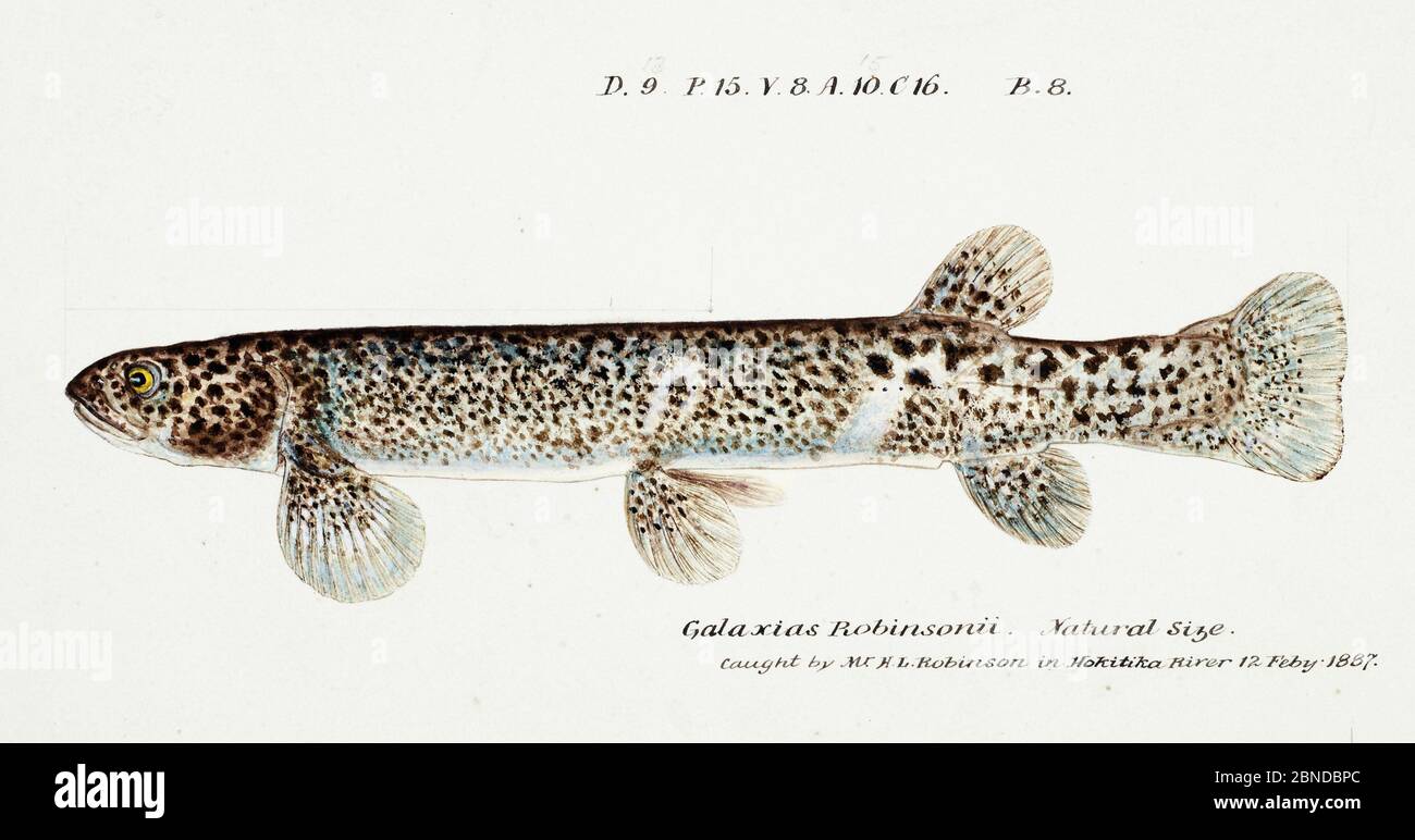 Galaxias fish hi-res stock photography and images - Alamy