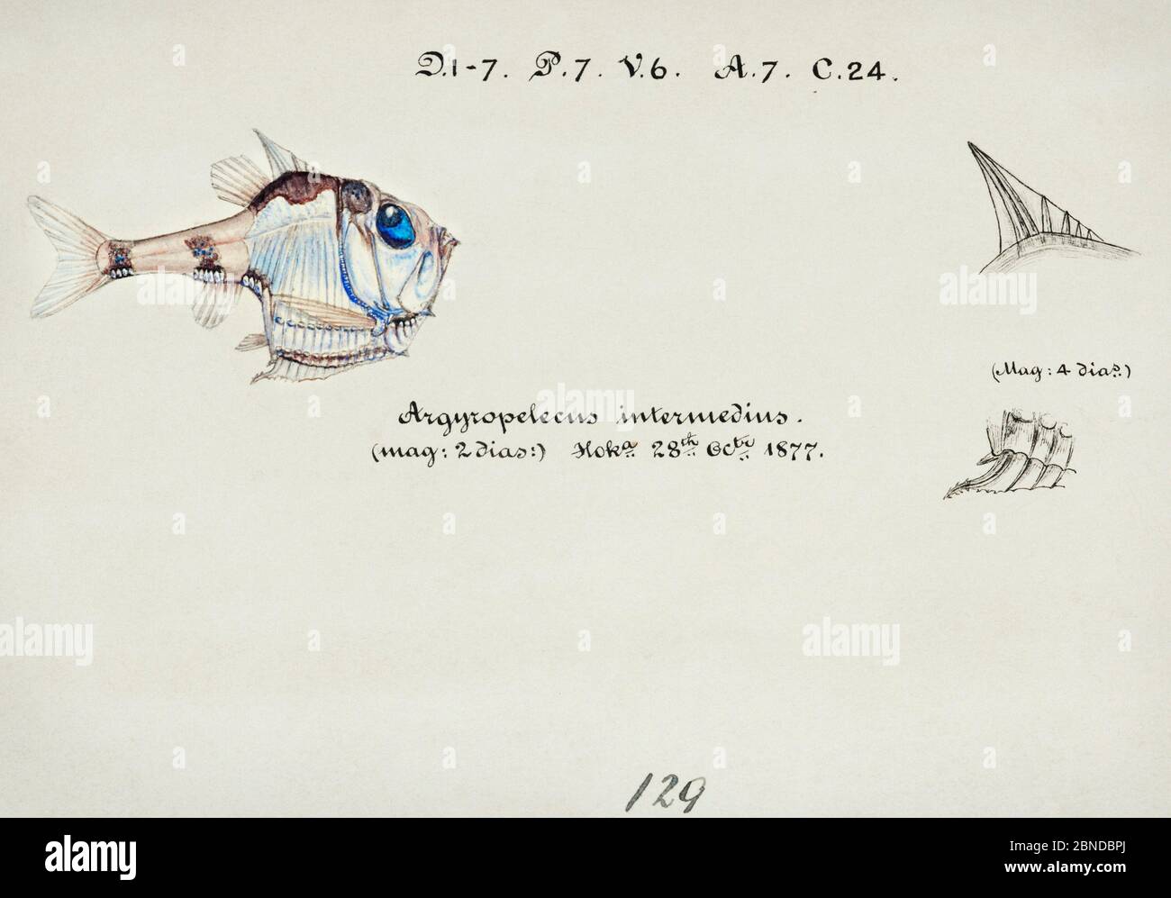 Fish Drawing Antique High Resolution Stock Photography and Images - Alamy