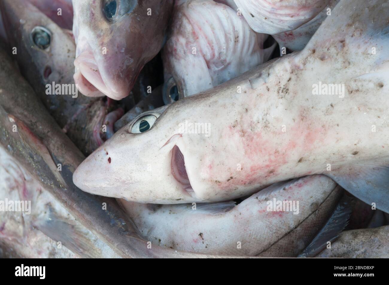 Georges Bank High Resolution Stock Photography and Images - Alamy