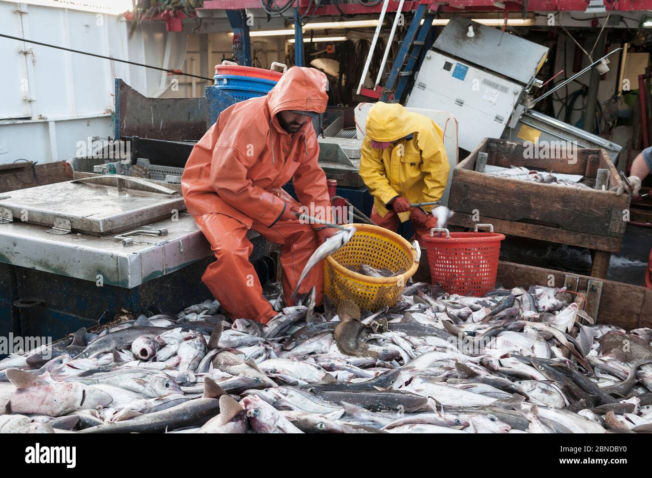 Sorting catch of Haddock (Melanogrammus aeglefinus) Dogfish (Squalidae ...