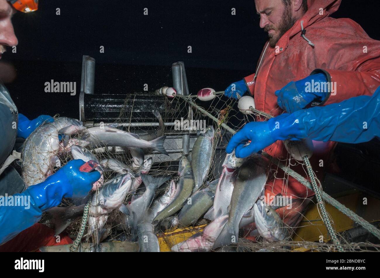 Gill netting hi-res stock photography and images - Alamy