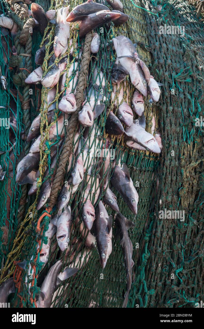 Nephropidae hi-res stock photography and images - Alamy