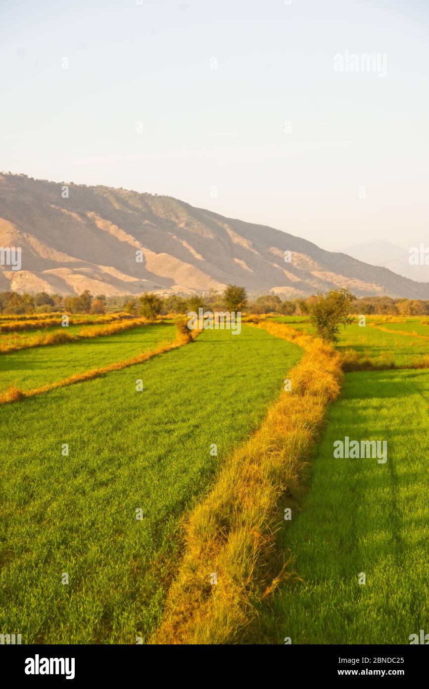 Beautiful vertical shot of green fields with mountains on the ...
