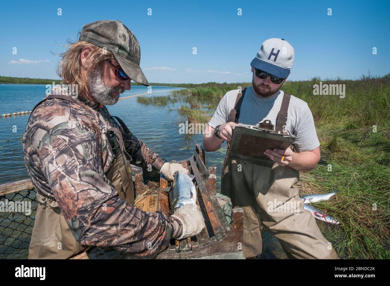 Fish sampling hi-res stock photography and images - Alamy