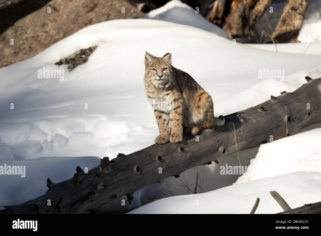 Dead lynx is hi-res stock photography and images - Alamy