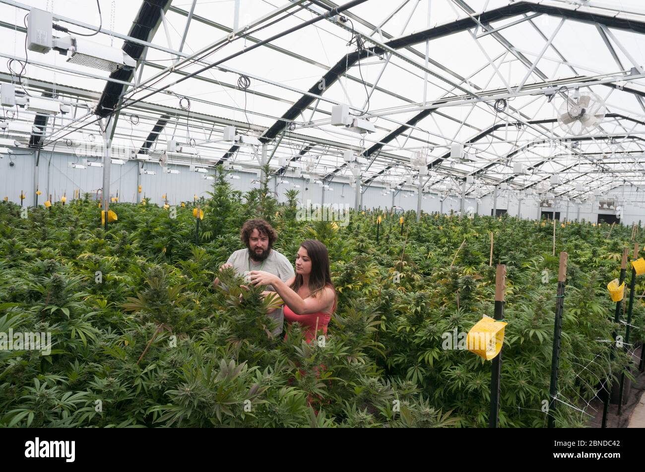 Cannabis farm hi-res stock photography and images - Alamy