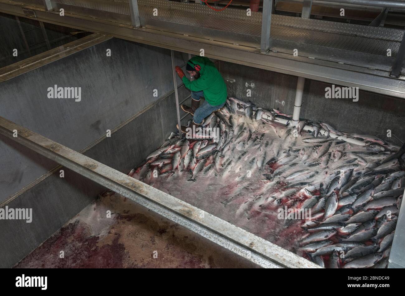 Man with load of Sockeye salmon (Oncorhynchus nerka) loaded directly ...