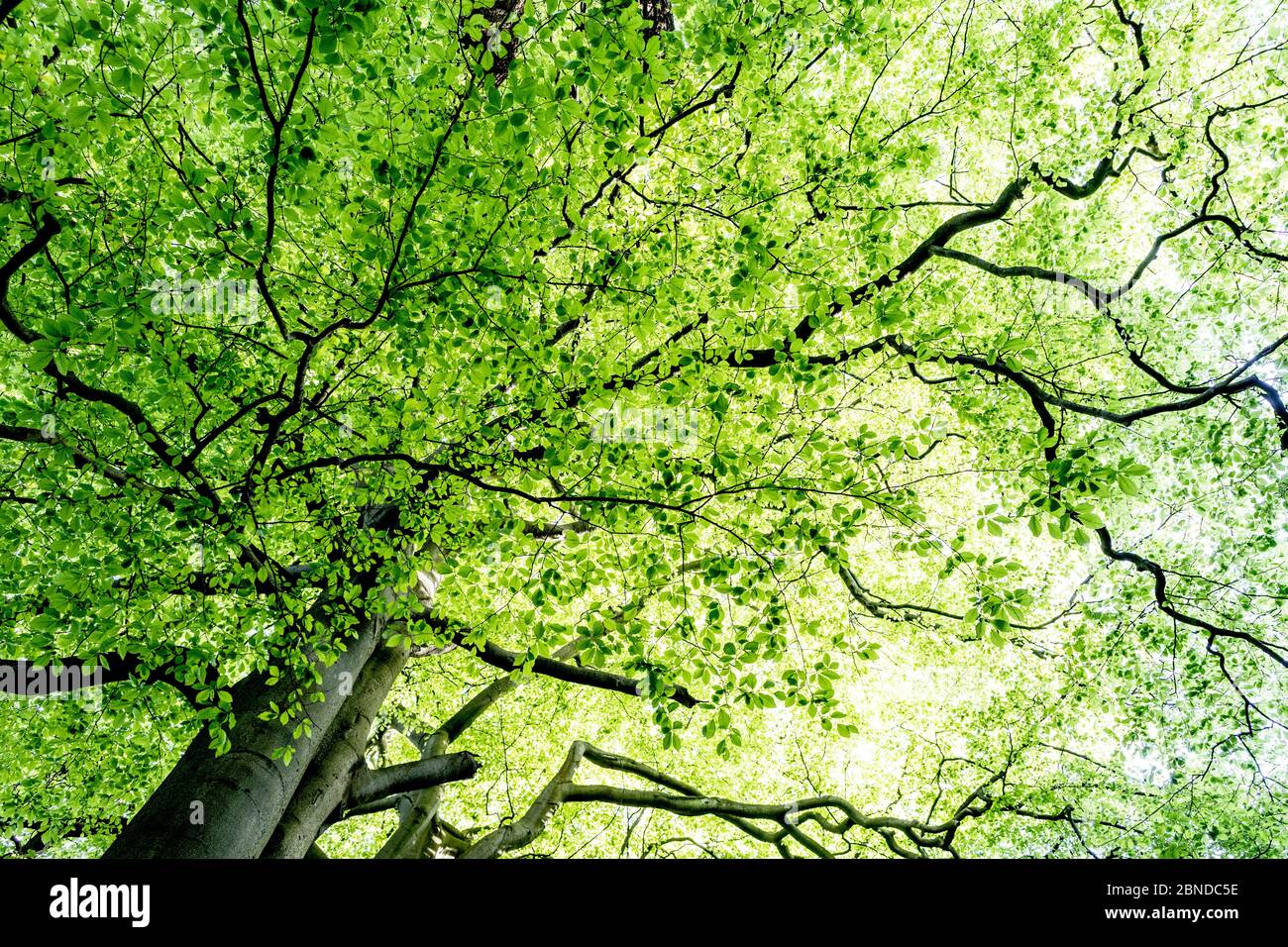 Uk garden oak tree hi-res stock photography and images - Alamy