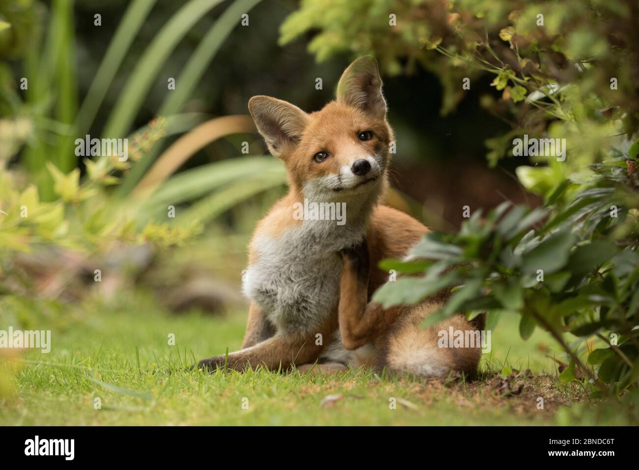 Fox (Vulpes vulpes) young in garden, Sheffield, England, UK, August ...