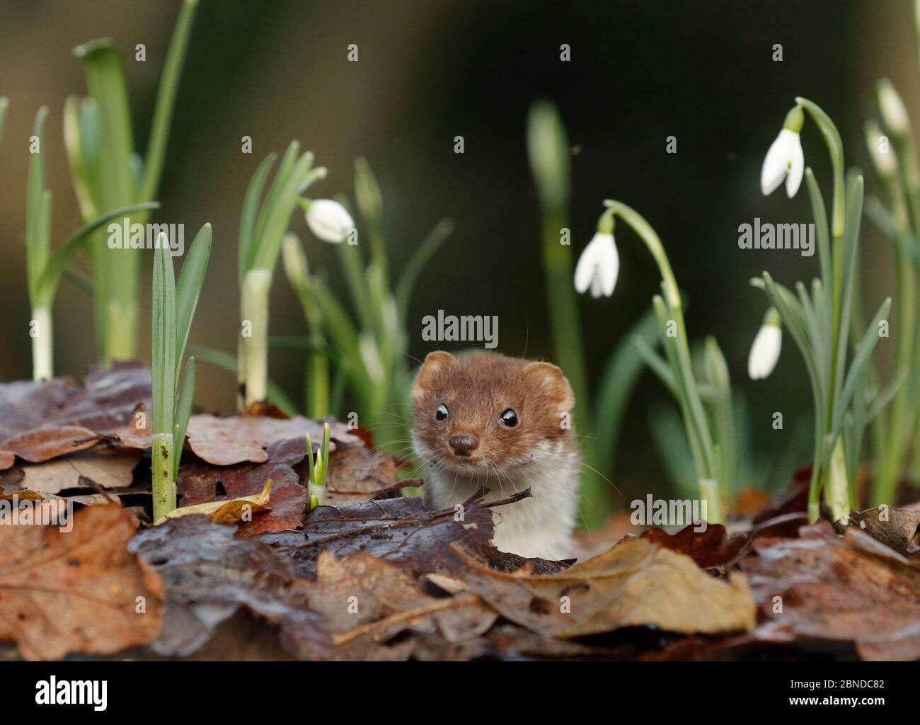 Weasel (Mustela nivalis) looking out of hole on woodland floor with ...