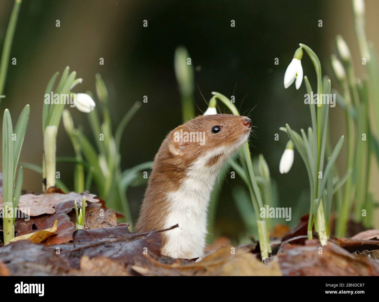 Weasel (Mustela nivalis) looking out of hole on woodland floor with ...