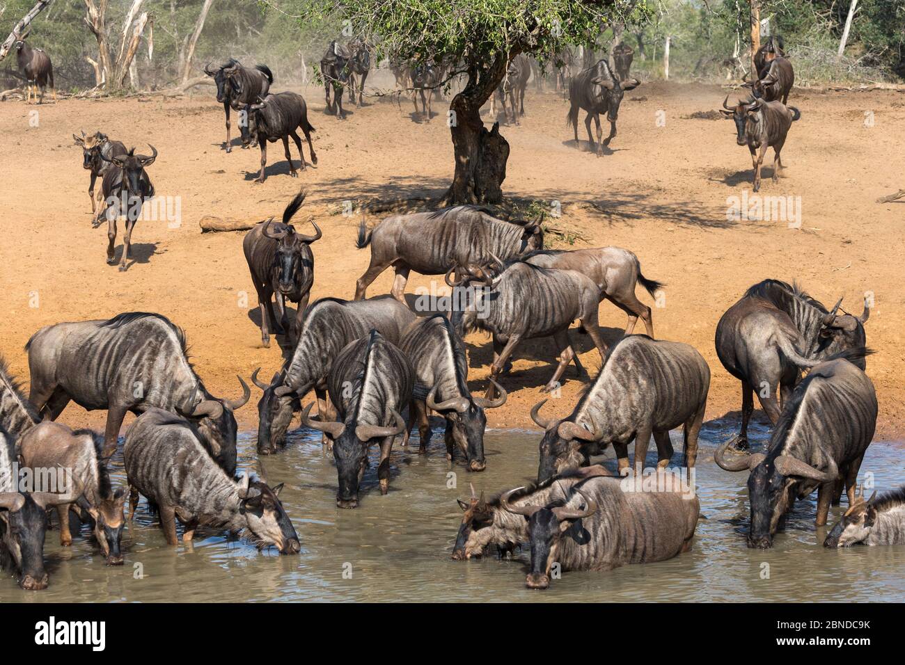 Blue wildebeest (Connochaetes taurinus) drinking at water, Mkhuze Game ...