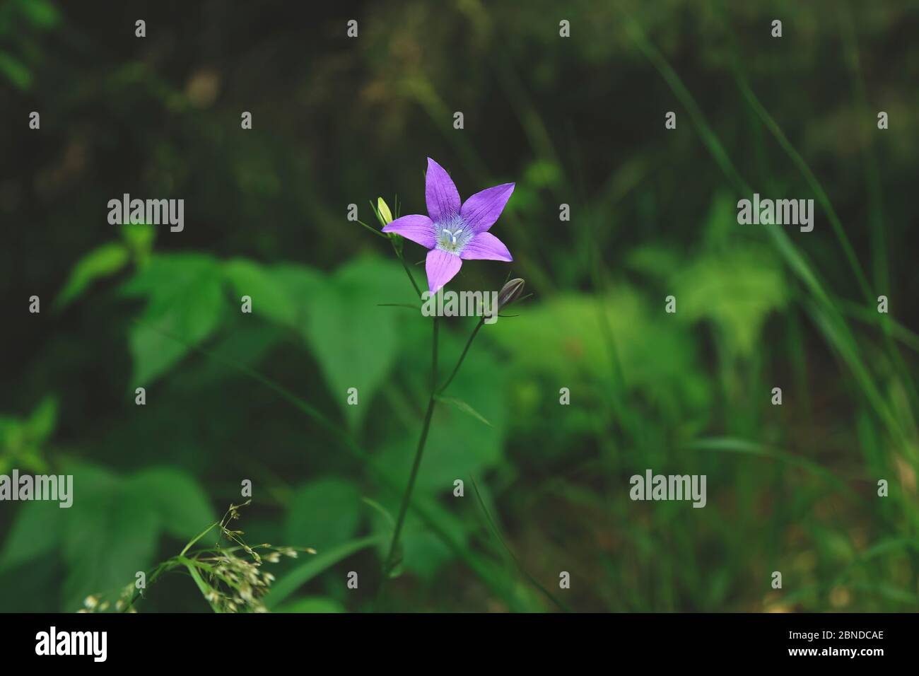Small violet flower on a toned on gentle soft green background. Spring ...
