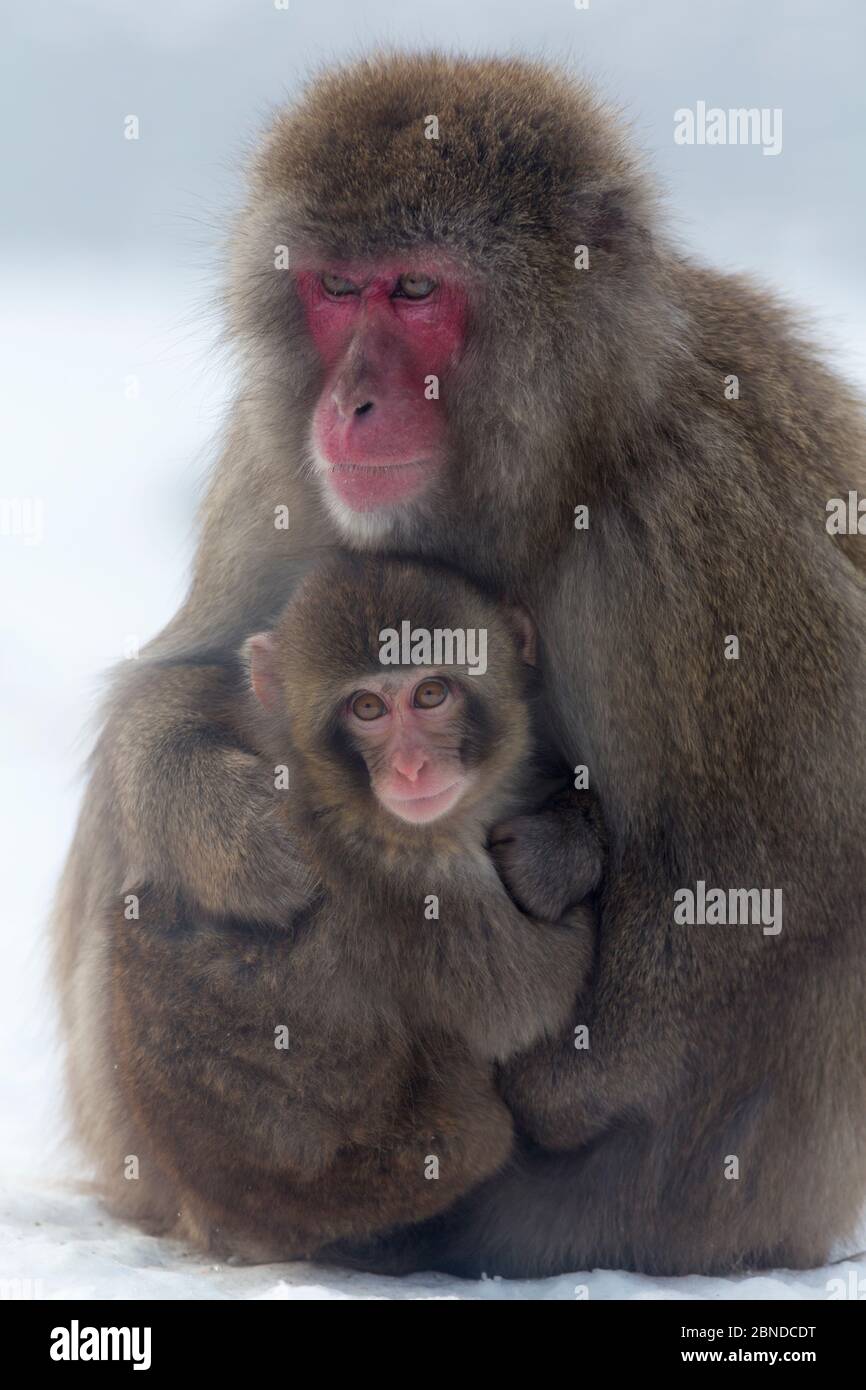 Snow monkey (Macaca fuscata) cuddling its baby in the cold , Highland ...