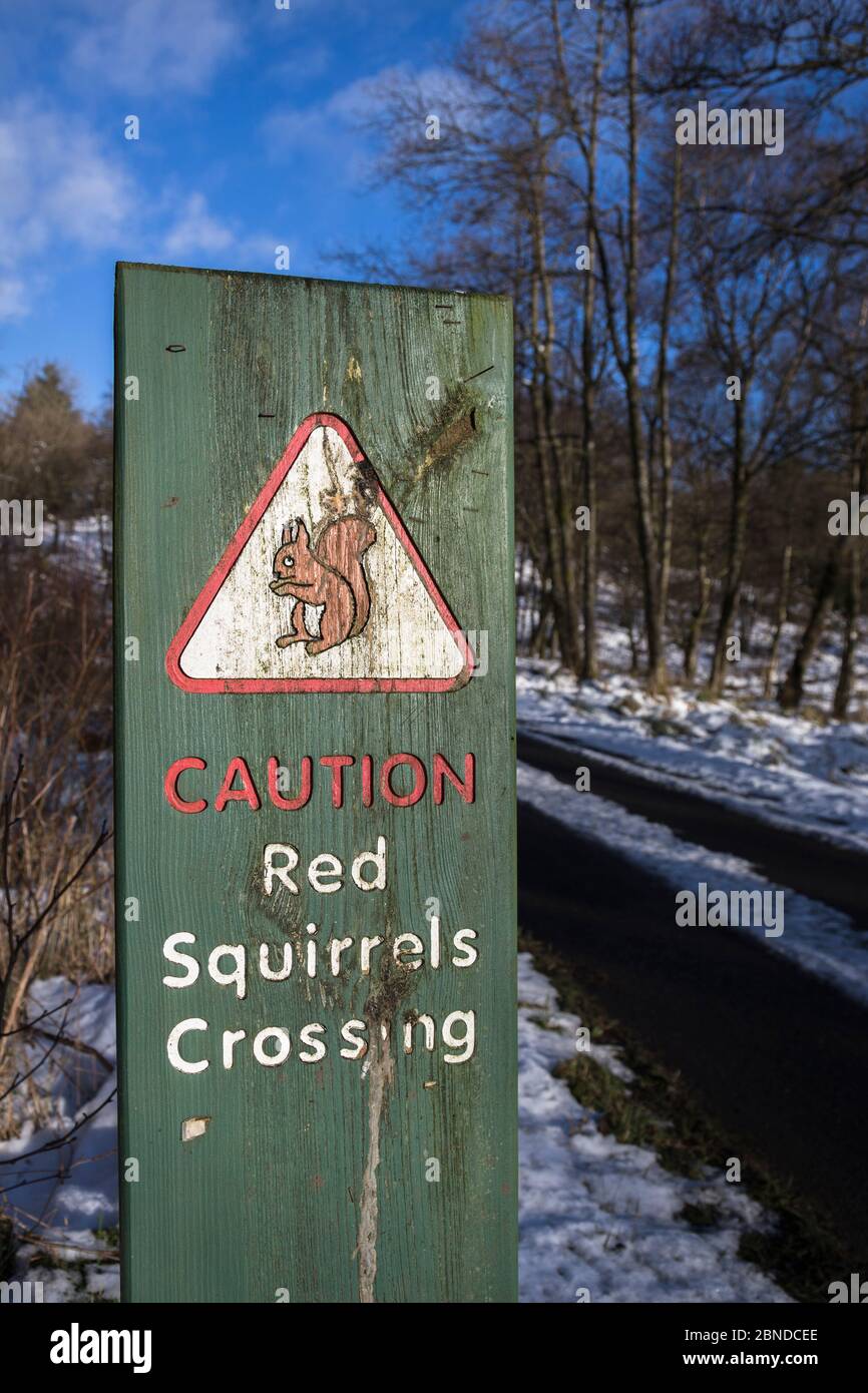 Squirrel road sign hi-res stock photography and images - Alamy