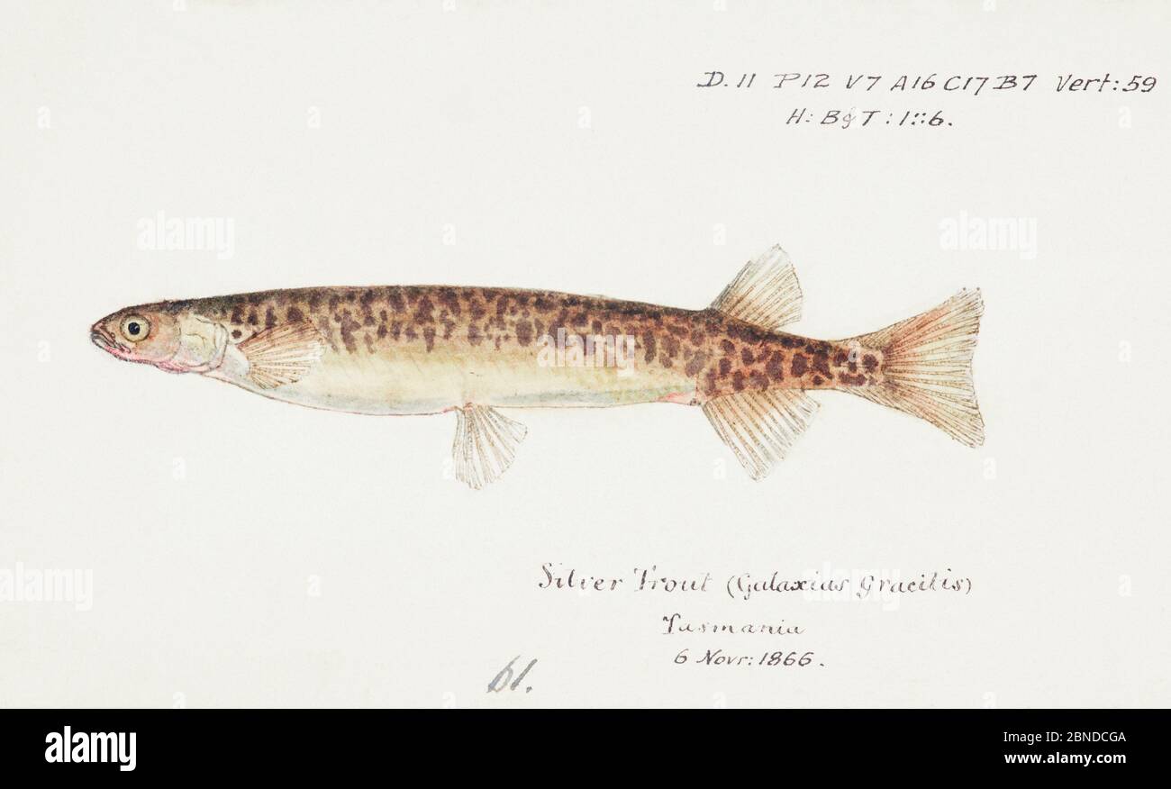 Galaxias fish hi-res stock photography and images - Alamy