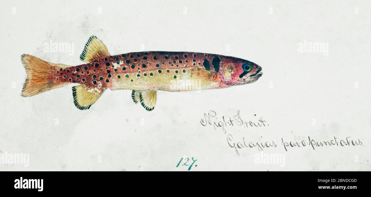 Galaxias fish hi-res stock photography and images - Alamy