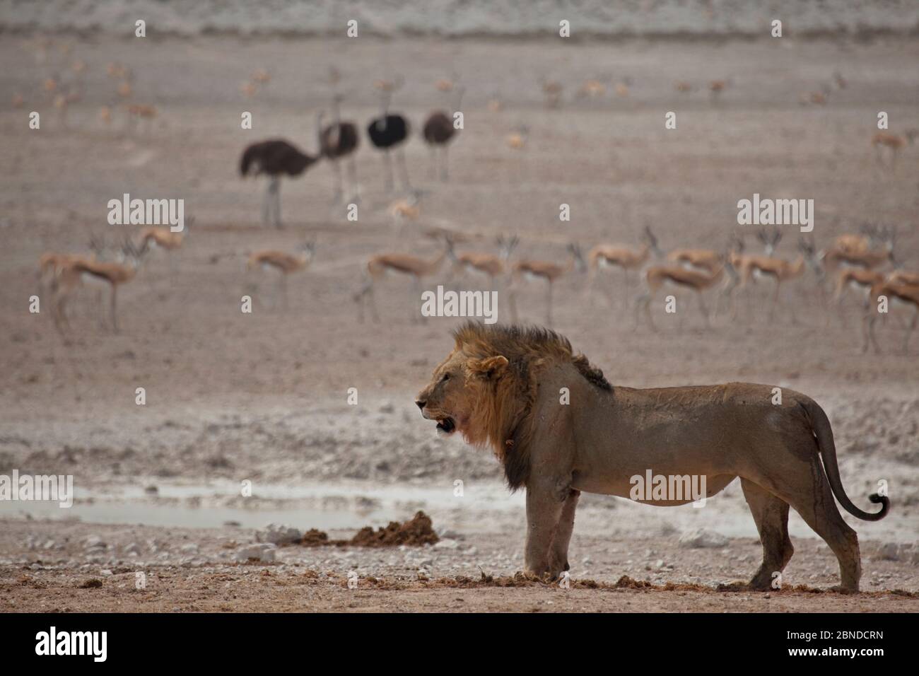 Gazelle and lion hi-res stock photography and images - Alamy