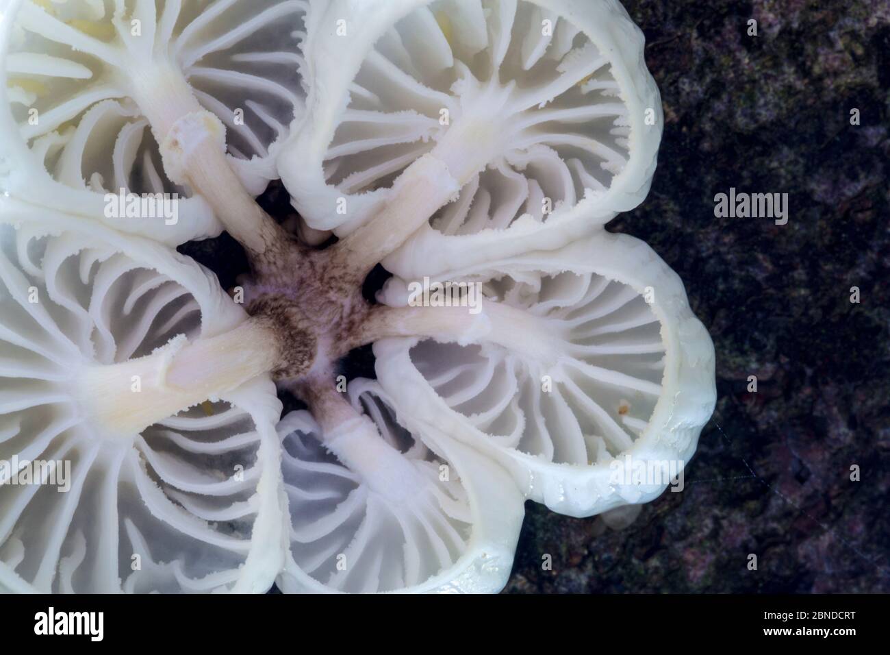 Porcelain fungus (Oudemansiella mucida) on the underside of a dead ...