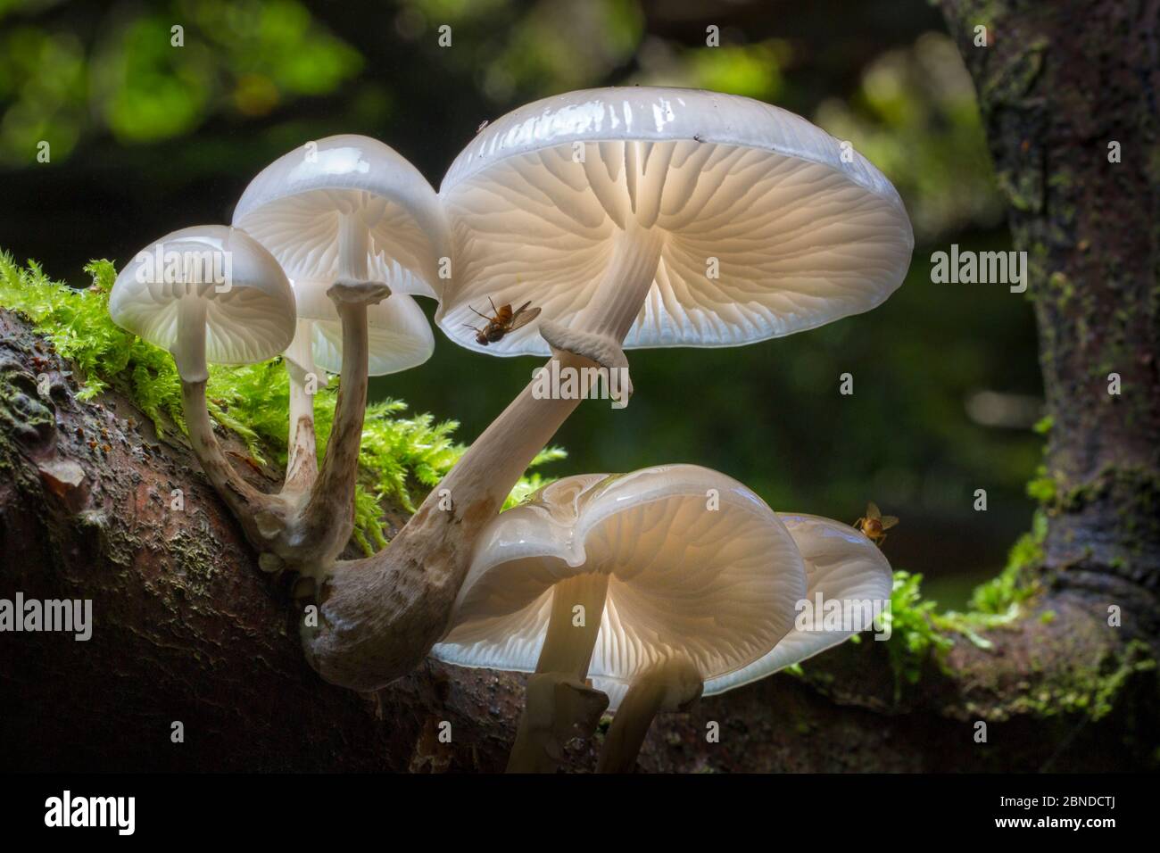Porcelain fungus (Oudemansiella mucida) growing on dead Beech tree ...