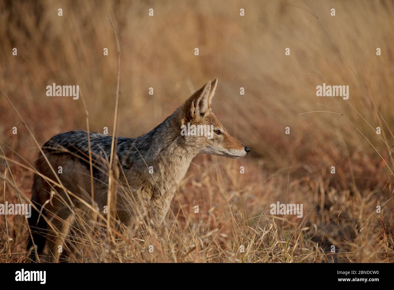 Black backed jackal (Canis mesomelas) Deception Pan, Central Kalahari ...