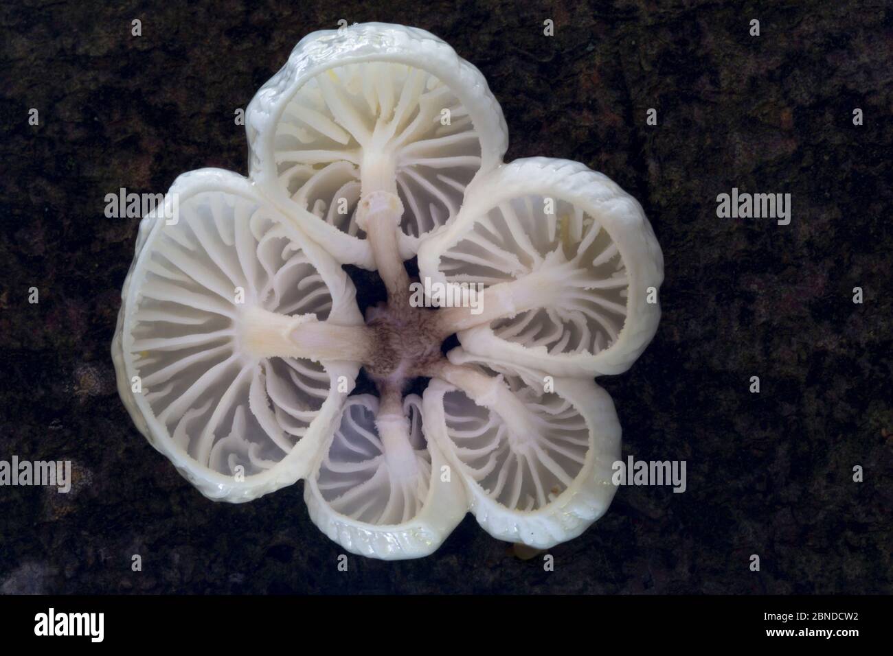 Porcelain fungus (Oudemansiella mucida) on the underside of a dead ...