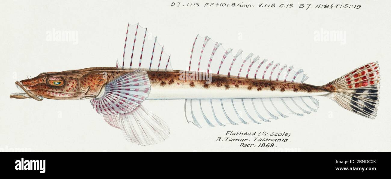 Deep Sea Flathead High Resolution Stock Photography and Images - Alamy