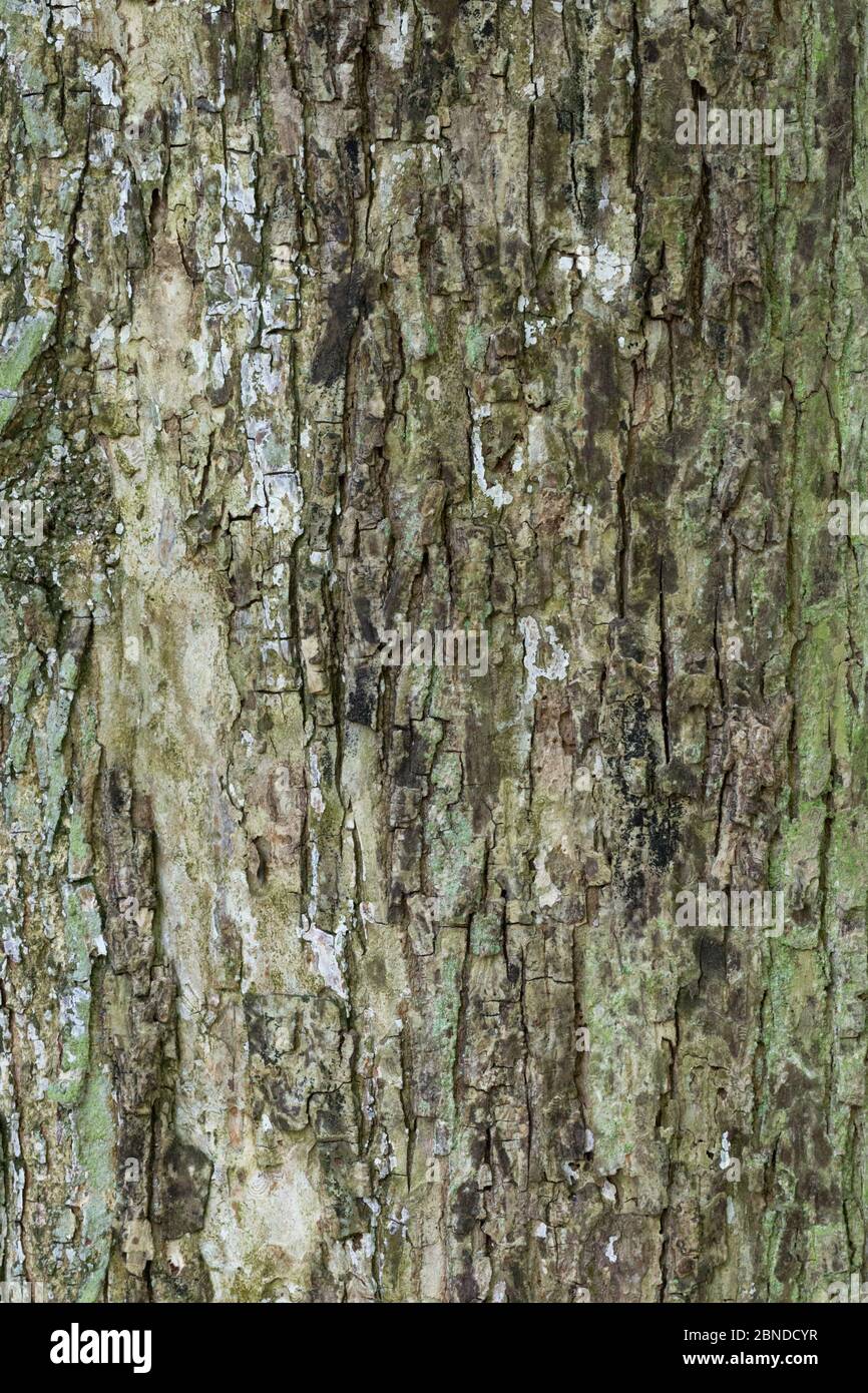Bark of mature Field maple (Acer campestre). Cambridgeshire, UK ...