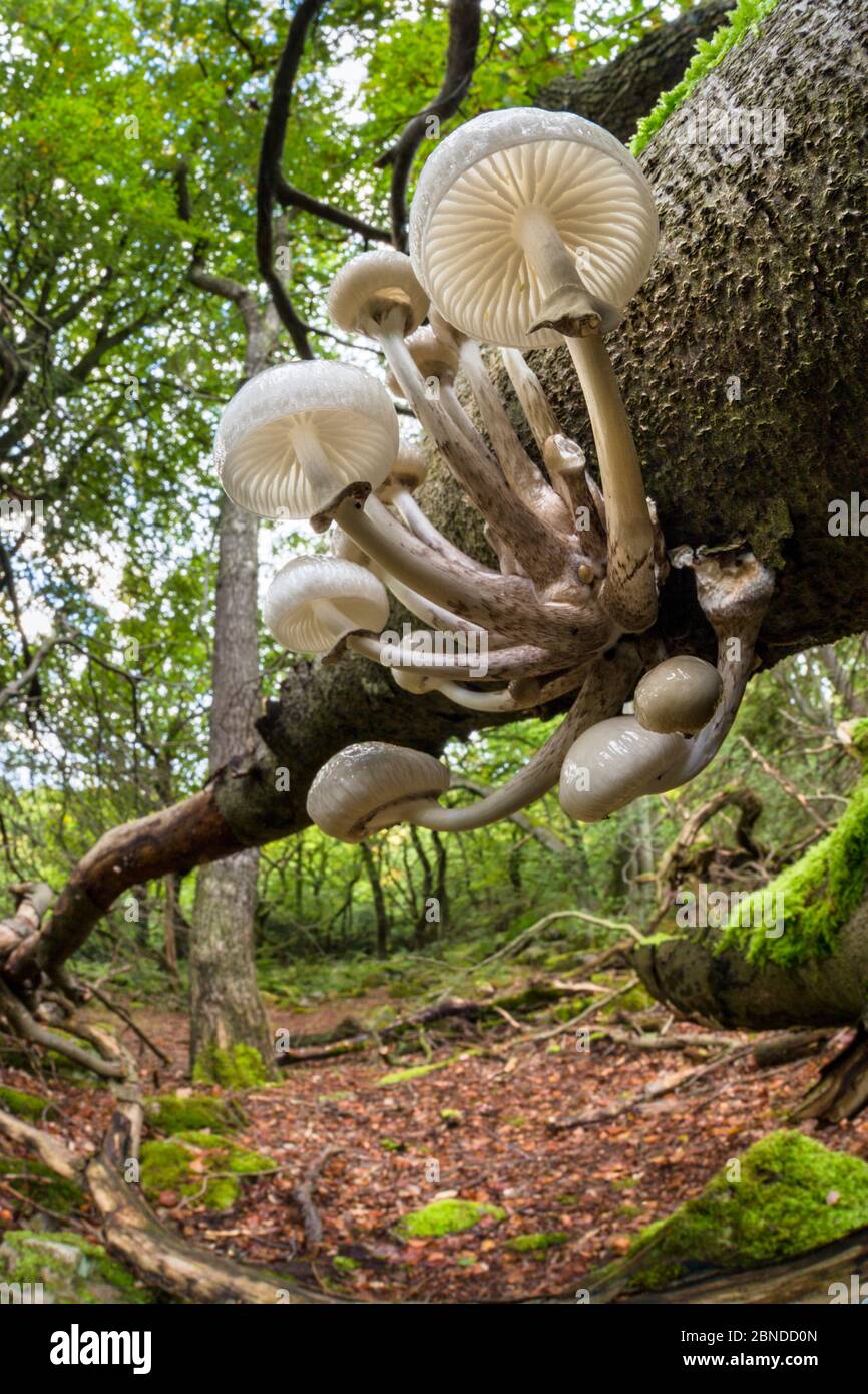 Porcelain fungus (Oudemansiella mucida) growing on dead Beech tree ...