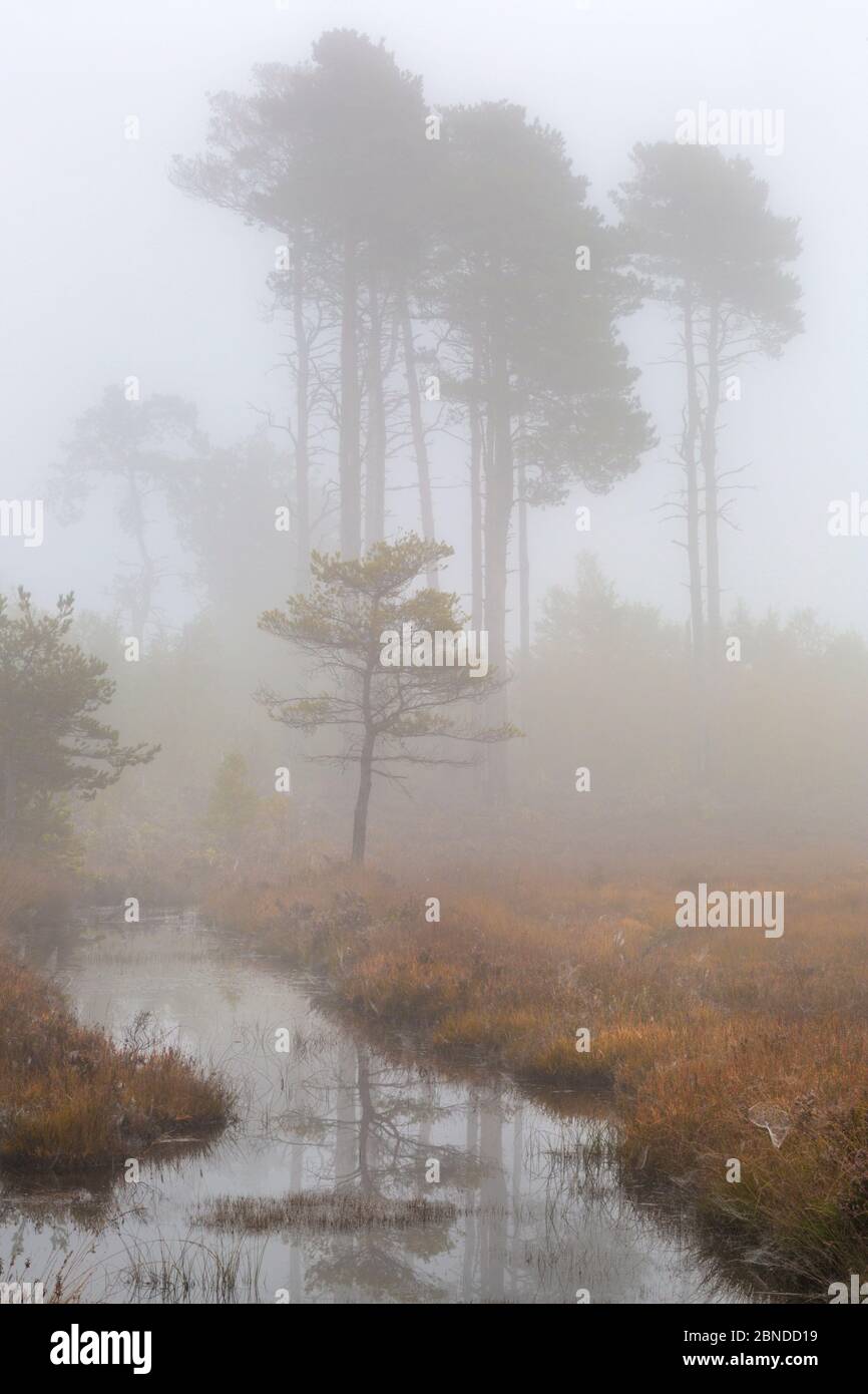 Thursley common national nature reserve hi-res stock photography and ...