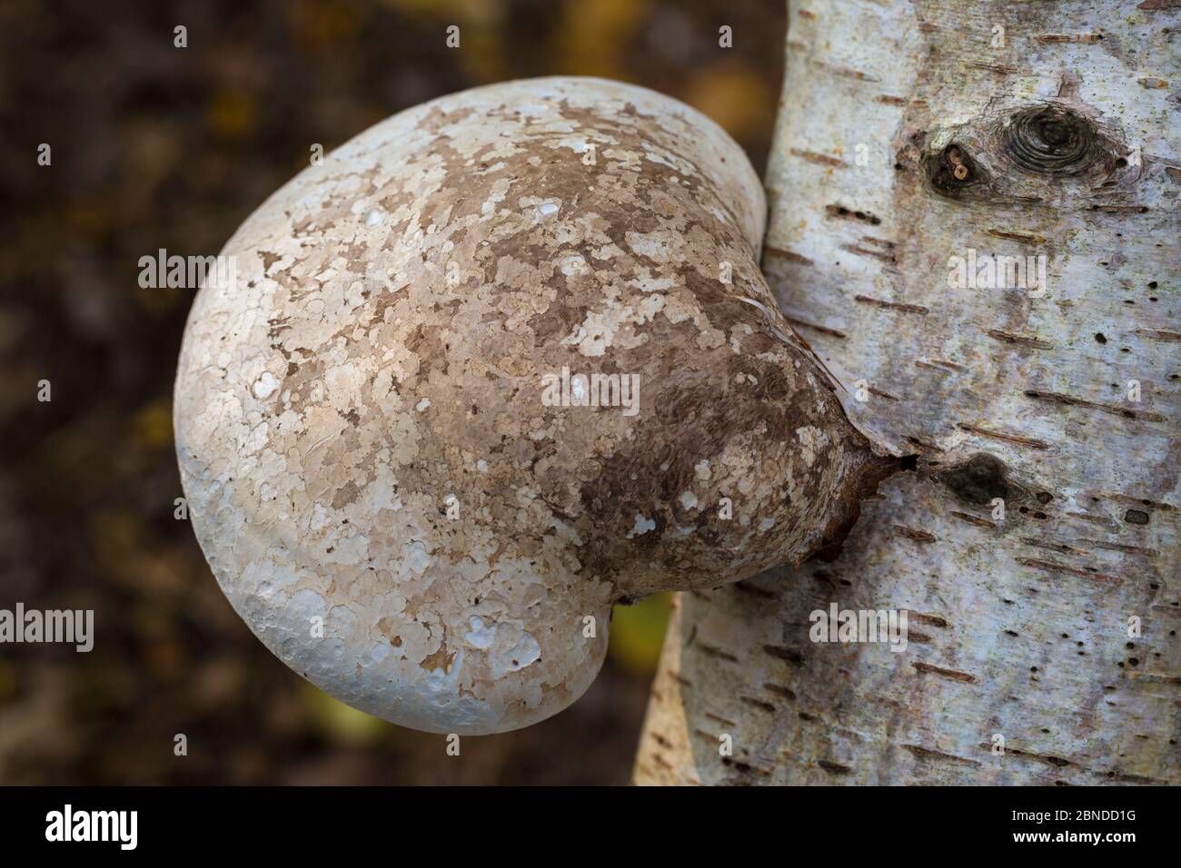 Birch bracket Fungus / Polypore (Piptoporus betulinus) growing on dead ...